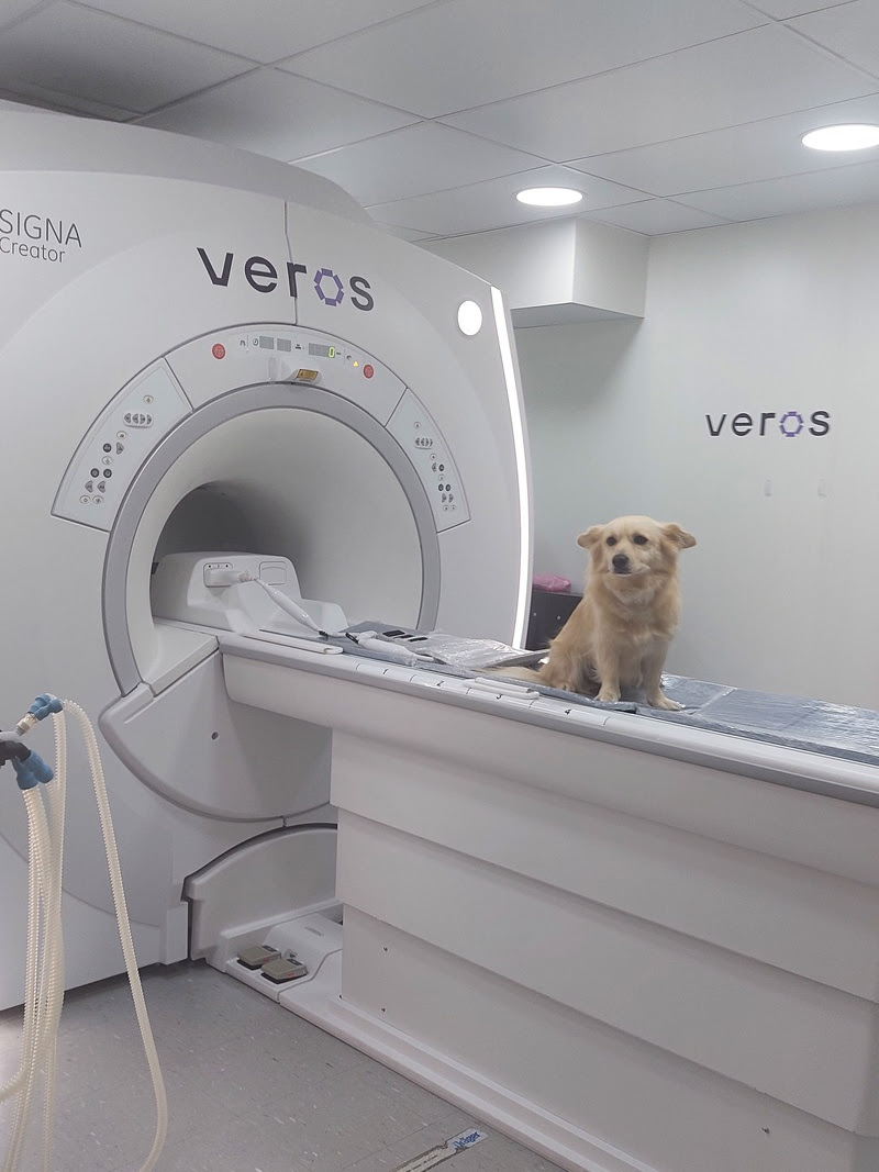 Veros Hospital Veterinário é destaque em identificação de doenças ...