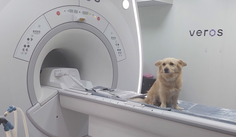 Veros Hospital Veterinário é destaque em identificação de doenças ...