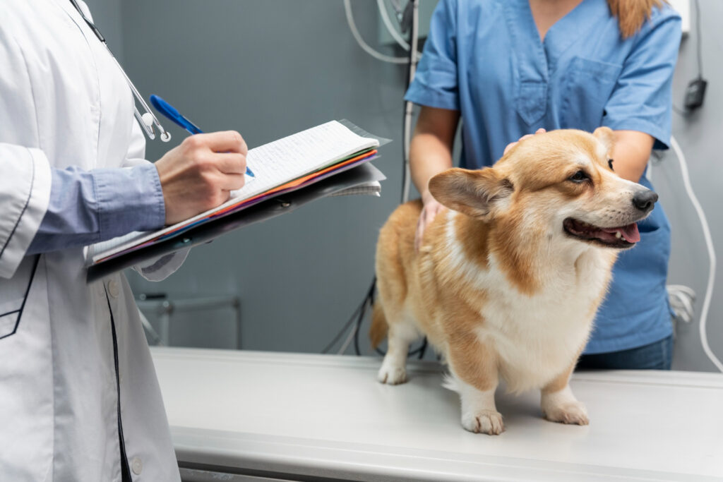 Mastocitoma é um tumor maligno muito frequente em cães – Portal Cães e ...