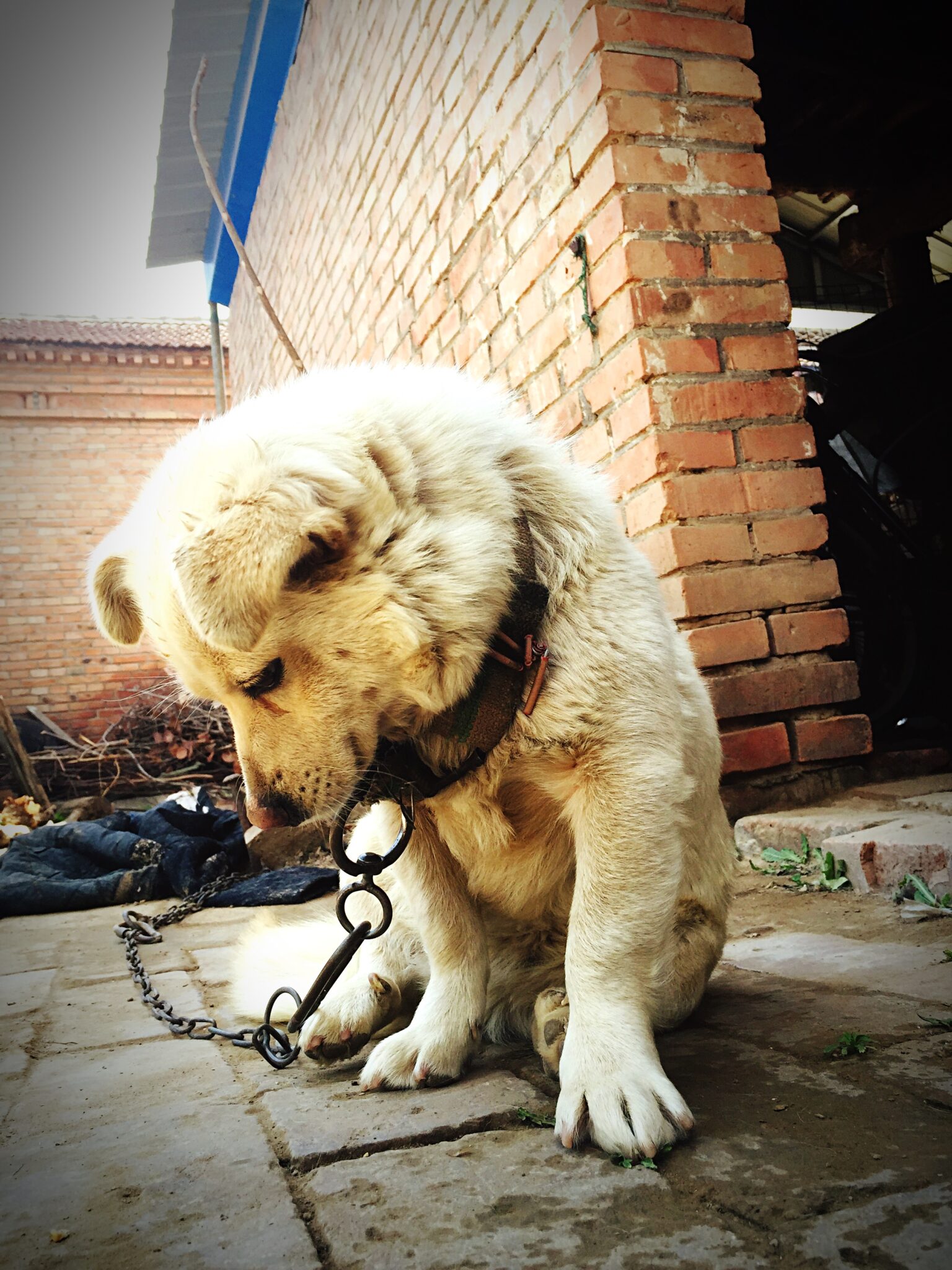 Projeto de Lei que proíbe animais acorrentados é aprovado