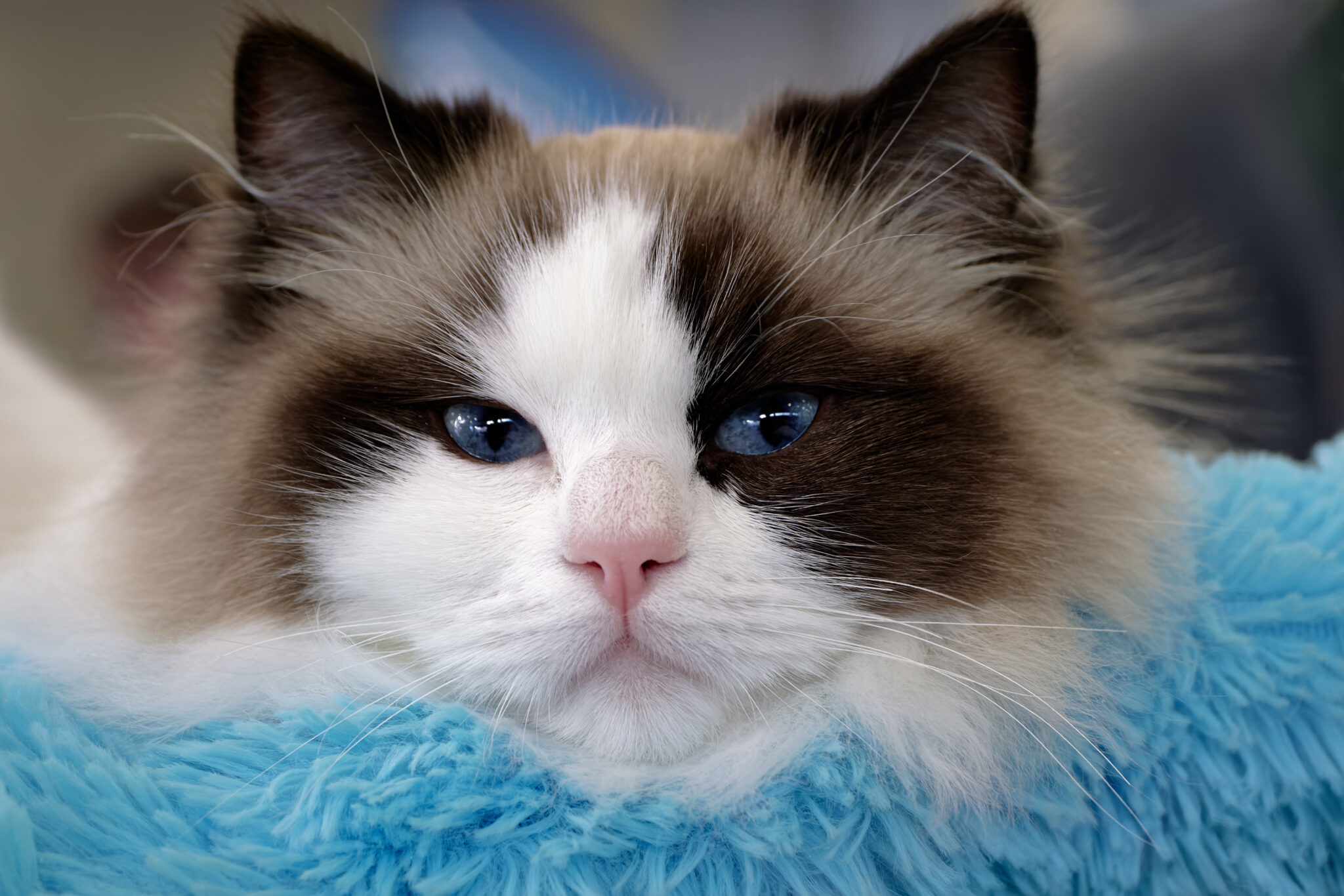 Gatões: conheça seis raças que encantam devido ao tamanho – Portal Cães ...